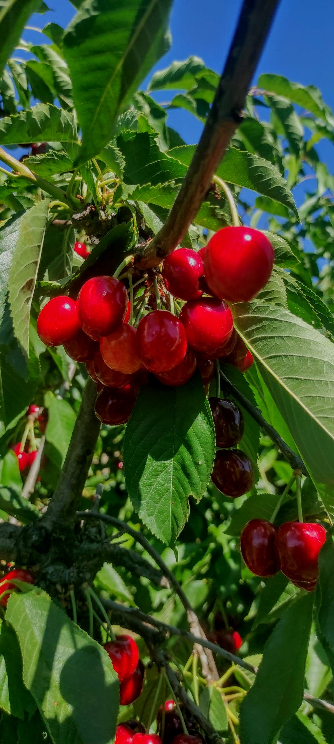 Las 15 Mejores Cerezas La D.O.P Cereza Del Jerte Cifra En 15 Millones